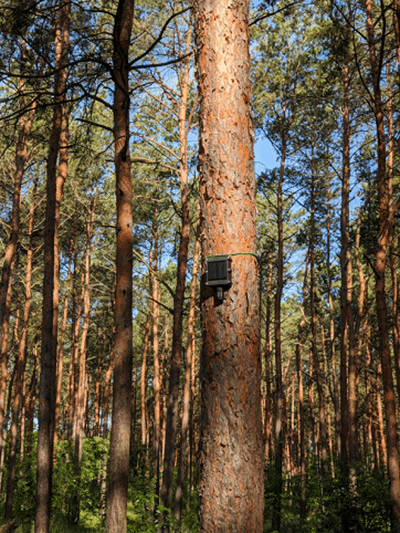 Dryad Networks gains funding for large-scale wildfire detection IoT ...