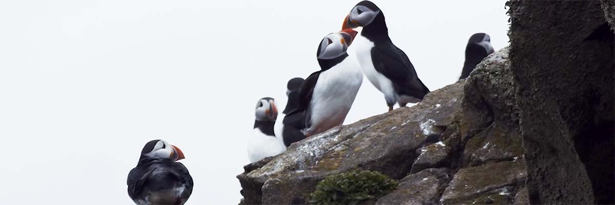 SSE Renewables teams up with Microsoft for AI-led puffin conservation ...
