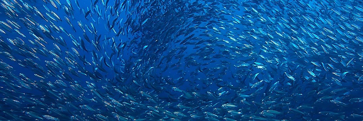 Dell’s deep learning model to support coral reef conservation ...